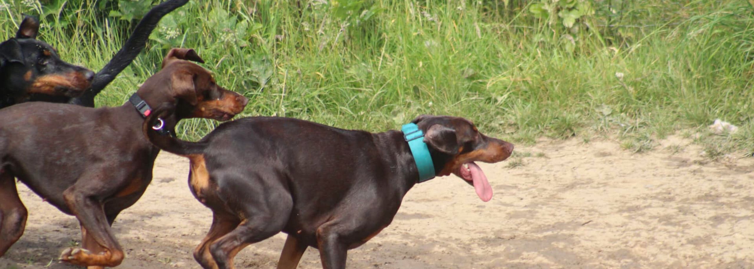 Doberman Club Play Sessions at Dogs Country Club